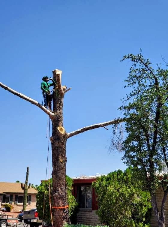 Gallery – Top Notch Trees | Tree Trimming, Removal, & Maintenance ...