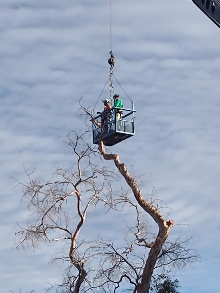 Gallery – Top Notch Trees | Tree Trimming, Removal, & Maintenance ...