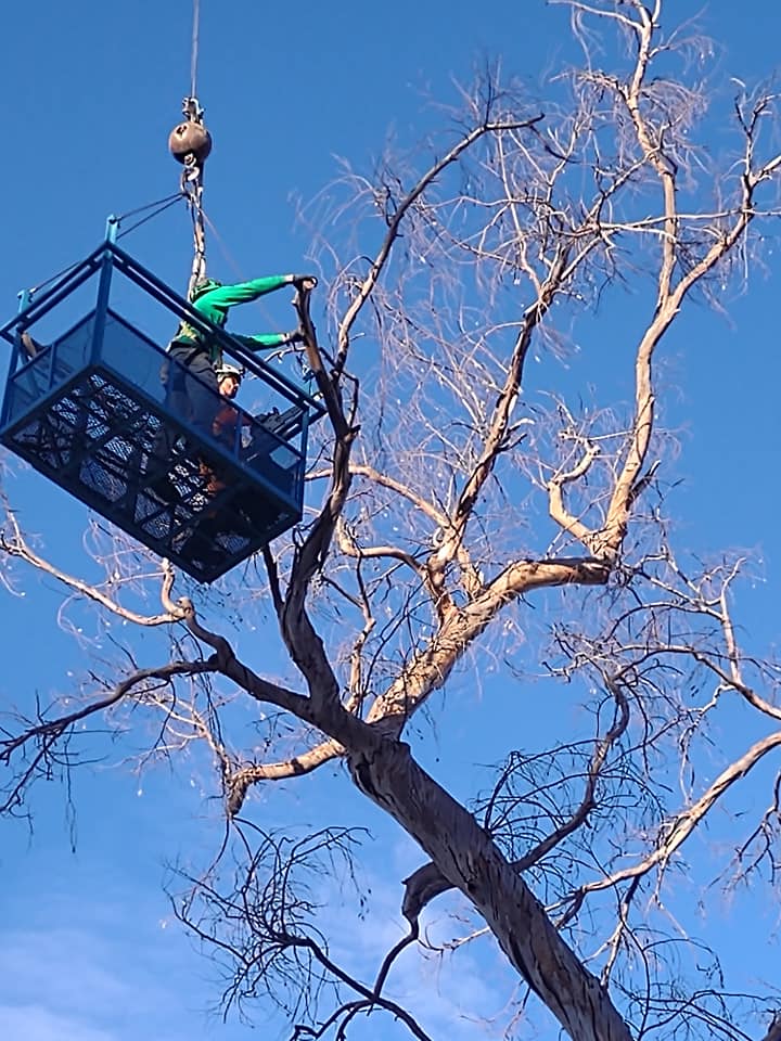 Gallery – Top Notch Trees | Tree Trimming, Removal, & Maintenance ...