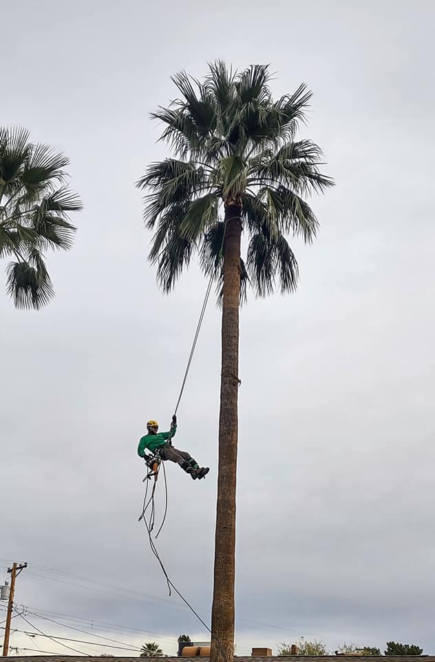 Gallery – Top Notch Trees | Tree Trimming, Removal, & Maintenance ...