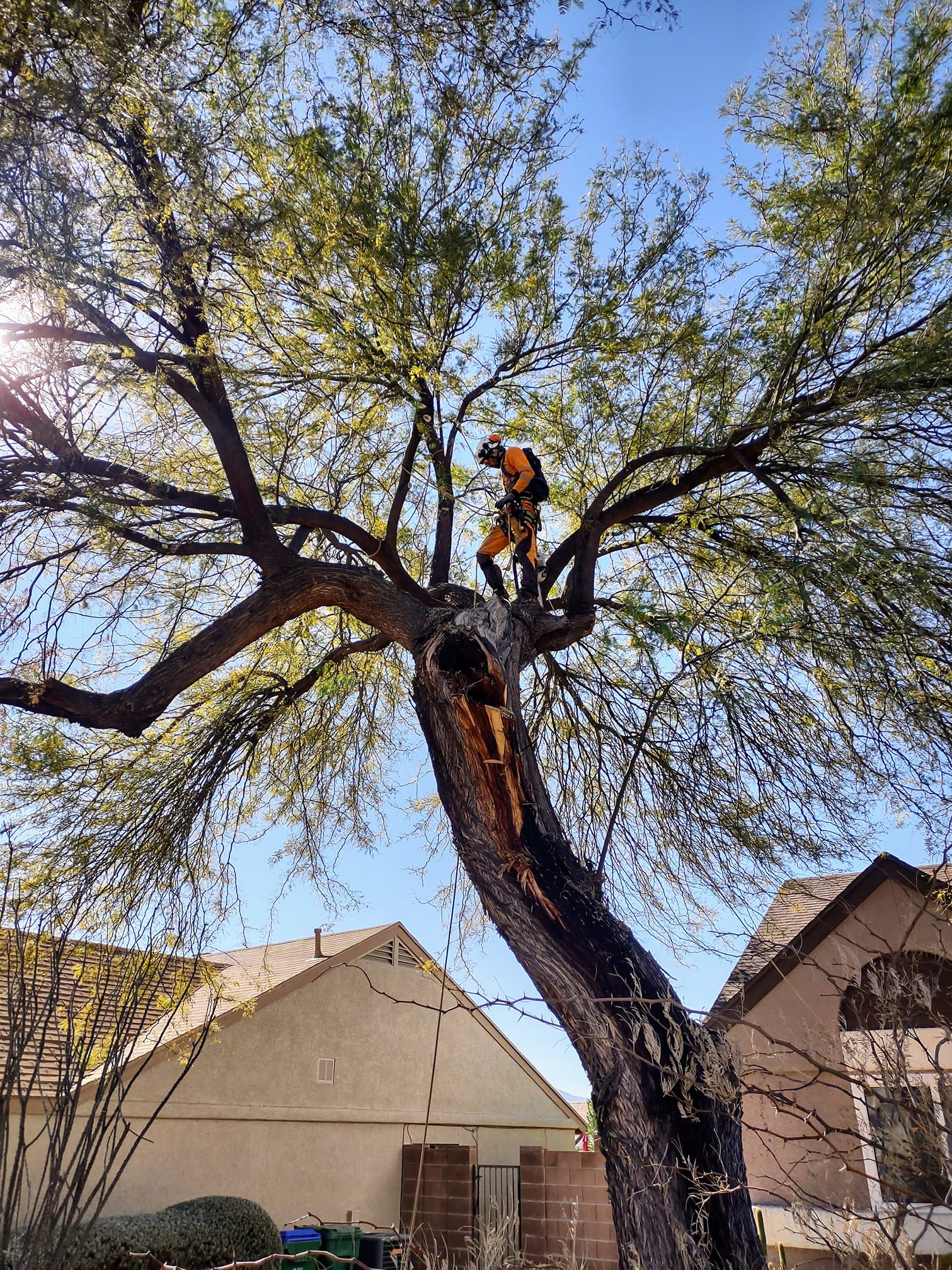 Gallery – Top Notch Trees | Tree Trimming, Removal, & Maintenance ...